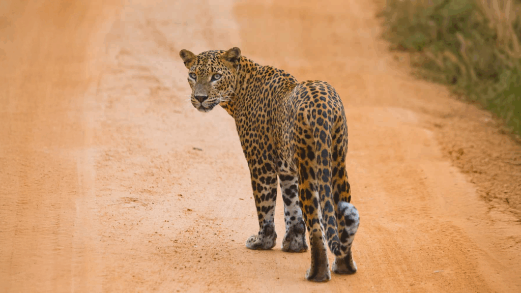 Kumana, a historic national park in eastern Sri Lanka, emerges as ...